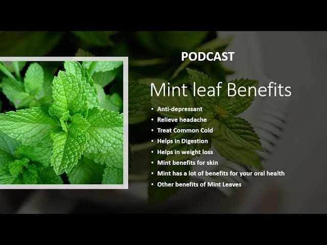 Health And Wellness Conveniences of Pudina/Mint Leaves You Should Know - Blog - My Gorgeous Web-blog